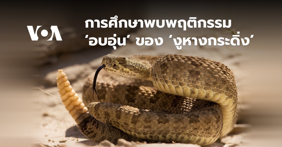 การศึกษาพบพฤติกรรม ‘อบอุ่น’ ของ ‘งูหางกระดิ่ง’