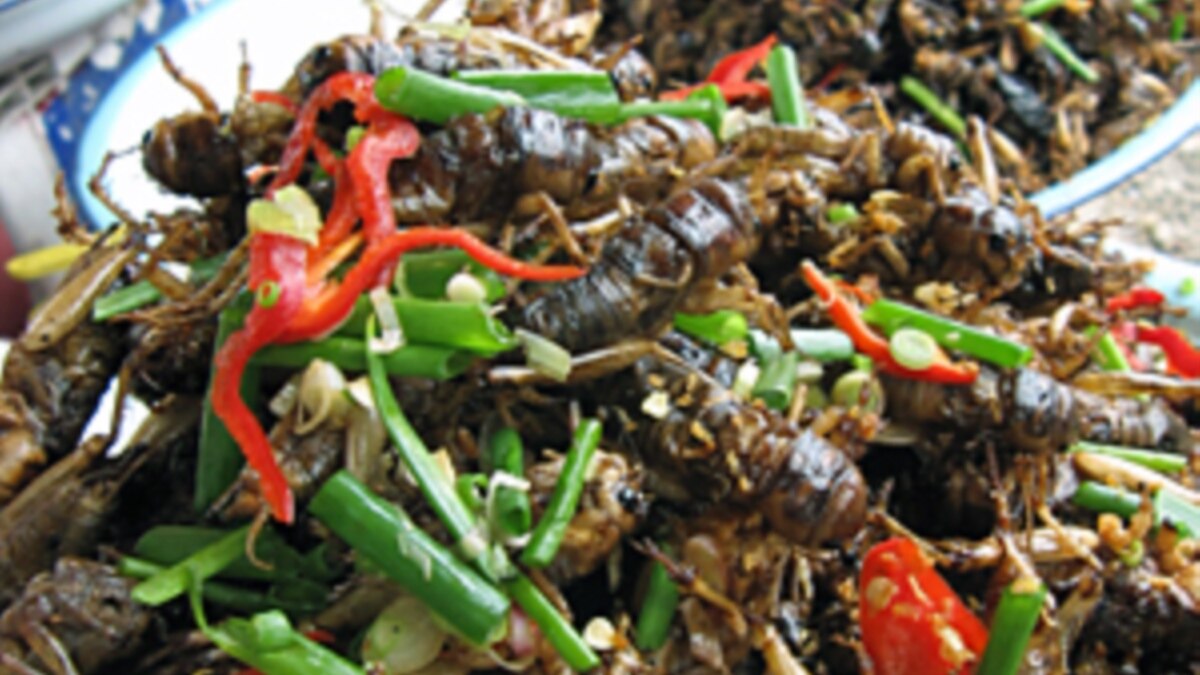 Insects Can Fill Gap in Diets, UN Says