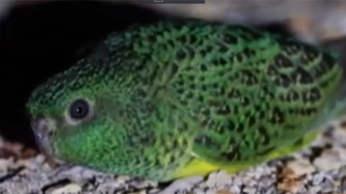 Wildlife Officials Find Evidence of Rare Australian Bird