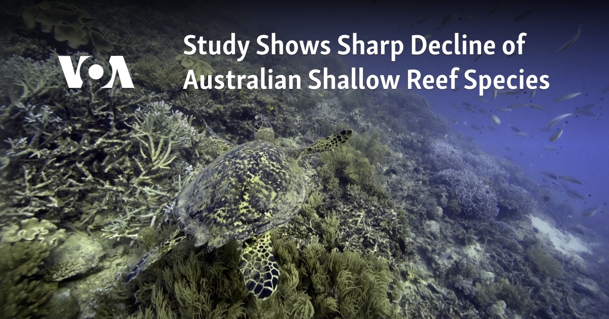 Study Shows Sharp Decline of Australian Shallow Reef Species