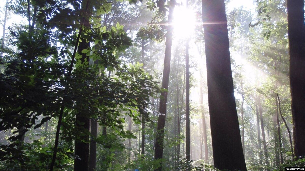 Diversiteti në pyje