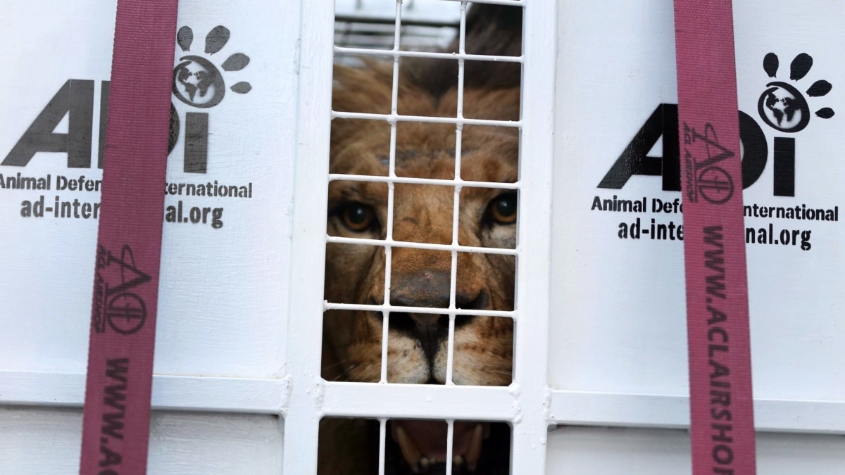 Rescue Operation Brings Circus Lions from Peru to S. Africa