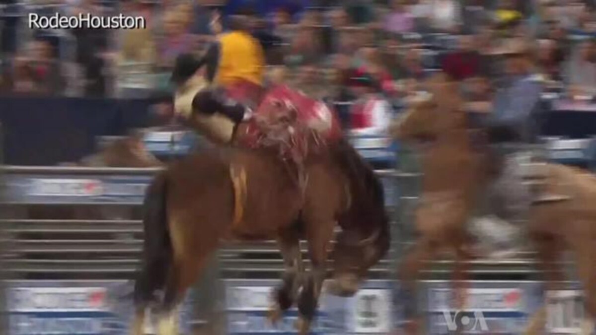 Texas Rodeo Seeks to Minimize Injuries in Dangerous Sport