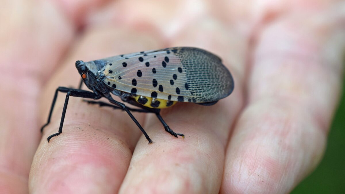 US Agriculture Department Takes on Invasive Species