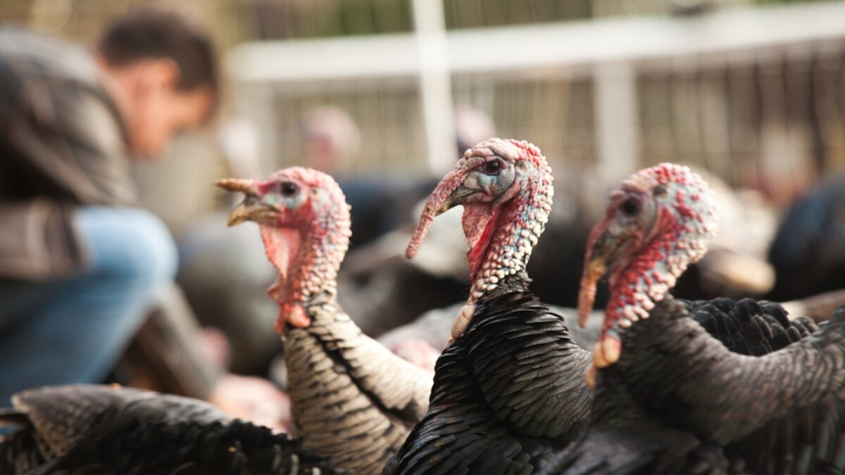 Your Idea Will Not Wash. And, Let's Talk Turkey!