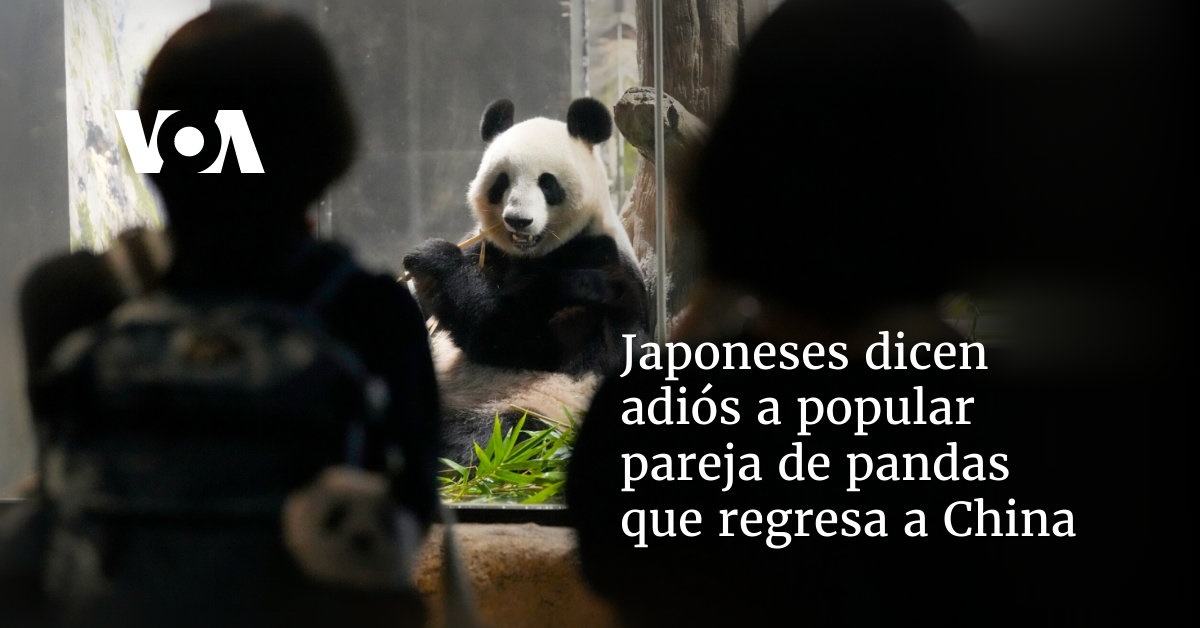 Animales Japoneses Osos Panda Pandas Gigantes: Entre La Historia Y El