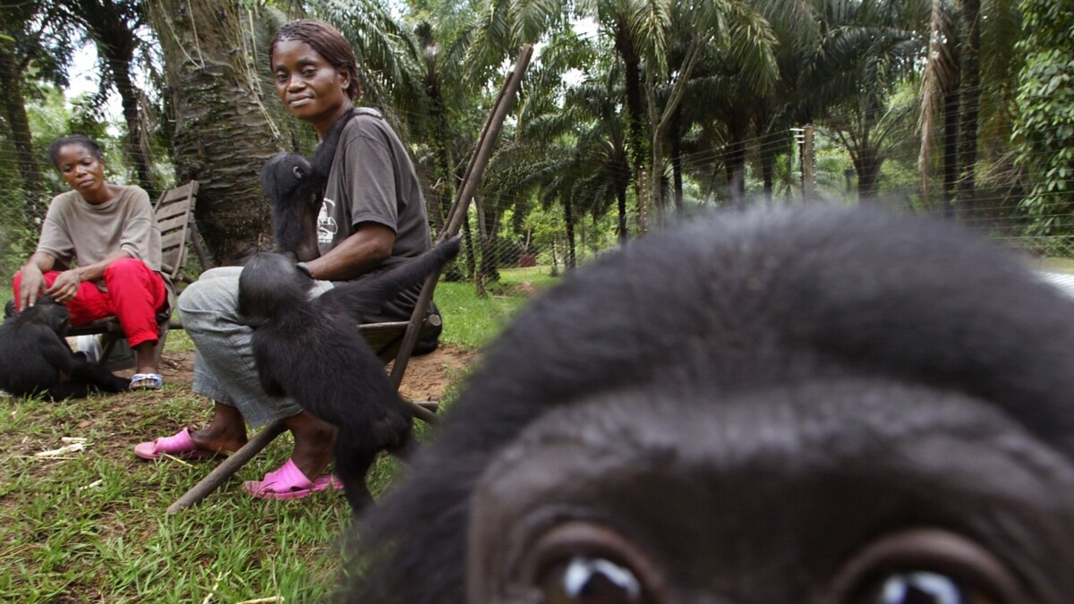 Bonobos Threatened With Extinction
