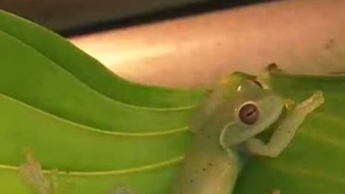 Projekte për të mbrojtur amfibët nga zhdukja