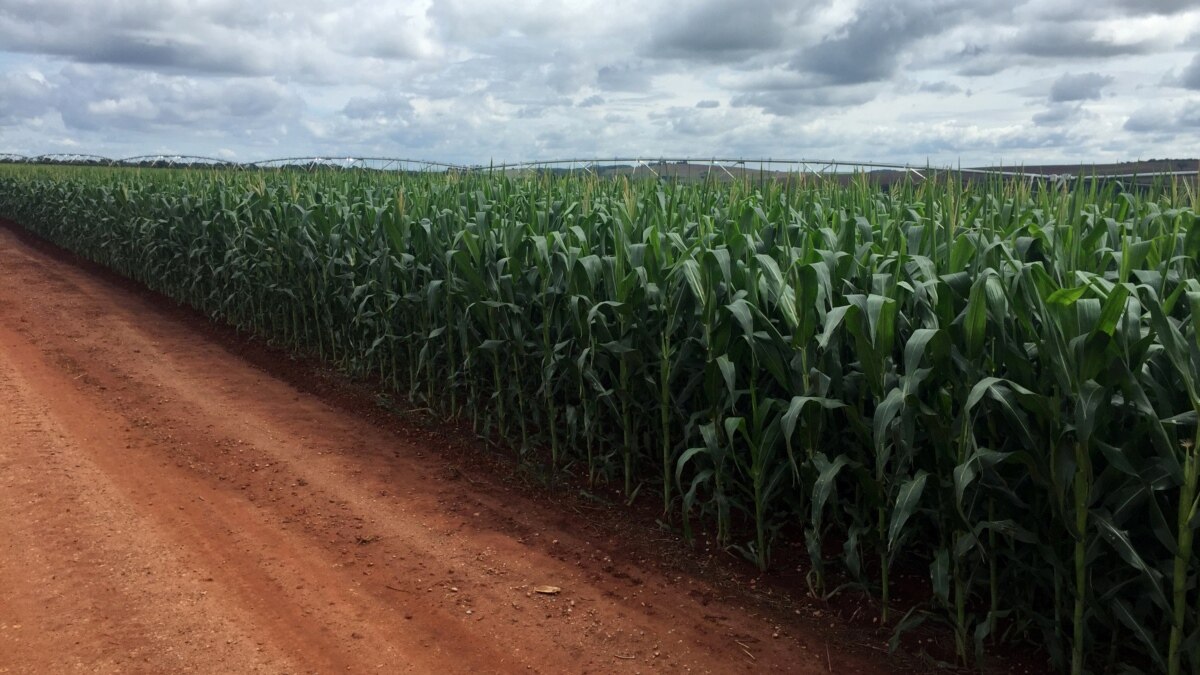 Beeraleyda Jawiil oo sheegay in wax soo saarkooda uu kordhay