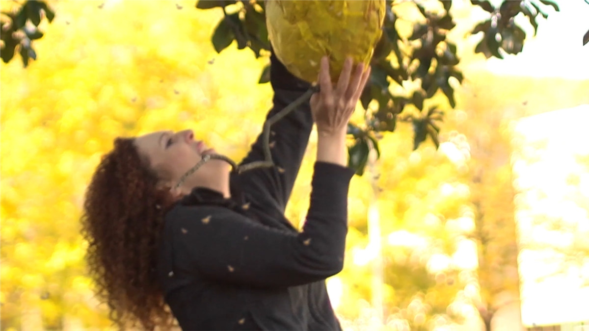 Lesson 12: Run! Bees!