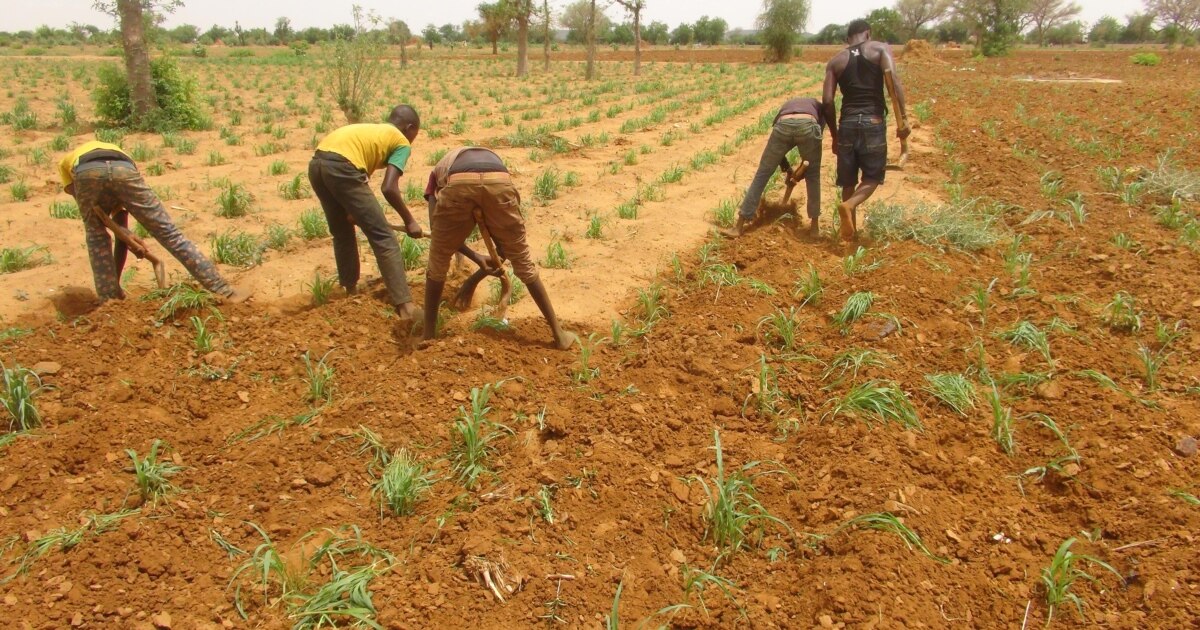 Malam Bello Abba Yakasai masani kan harkokin noma ya yi karin haske ...