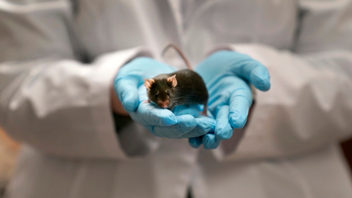 Mice Trying Male Contraceptive Drug
