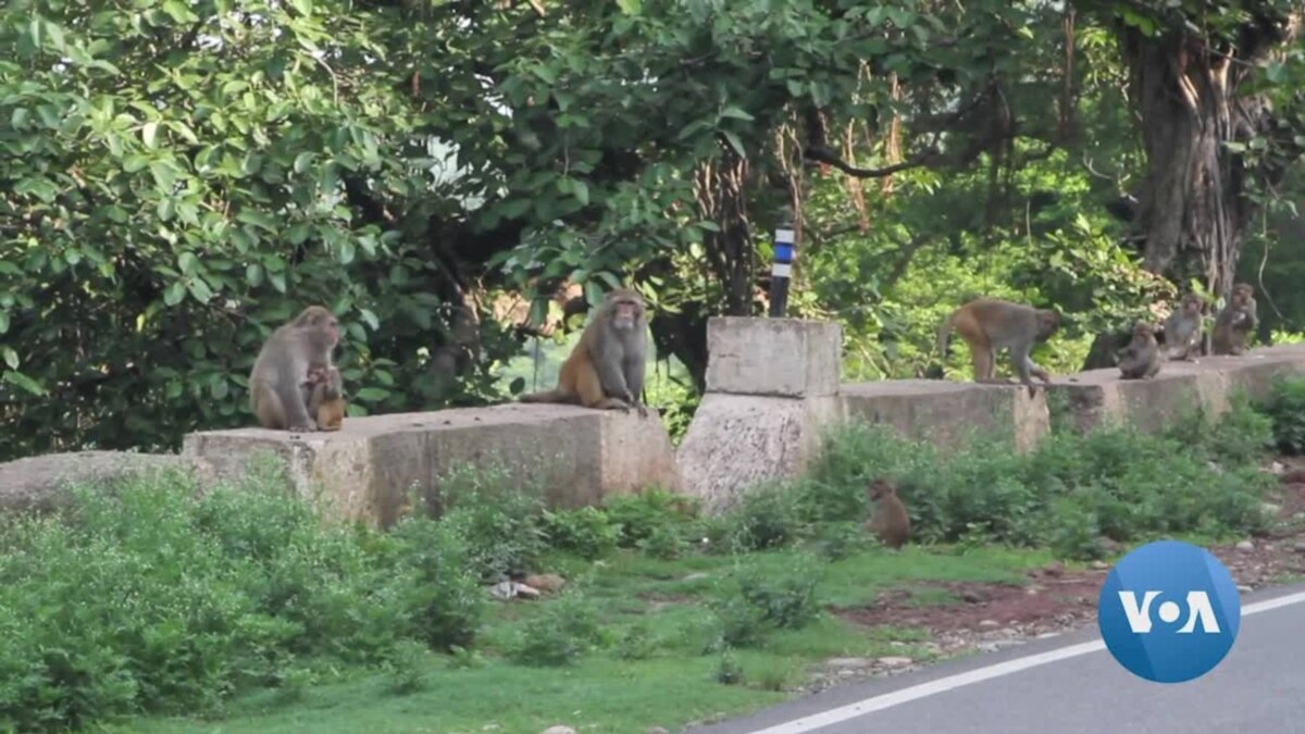 India Farming Monkeys
