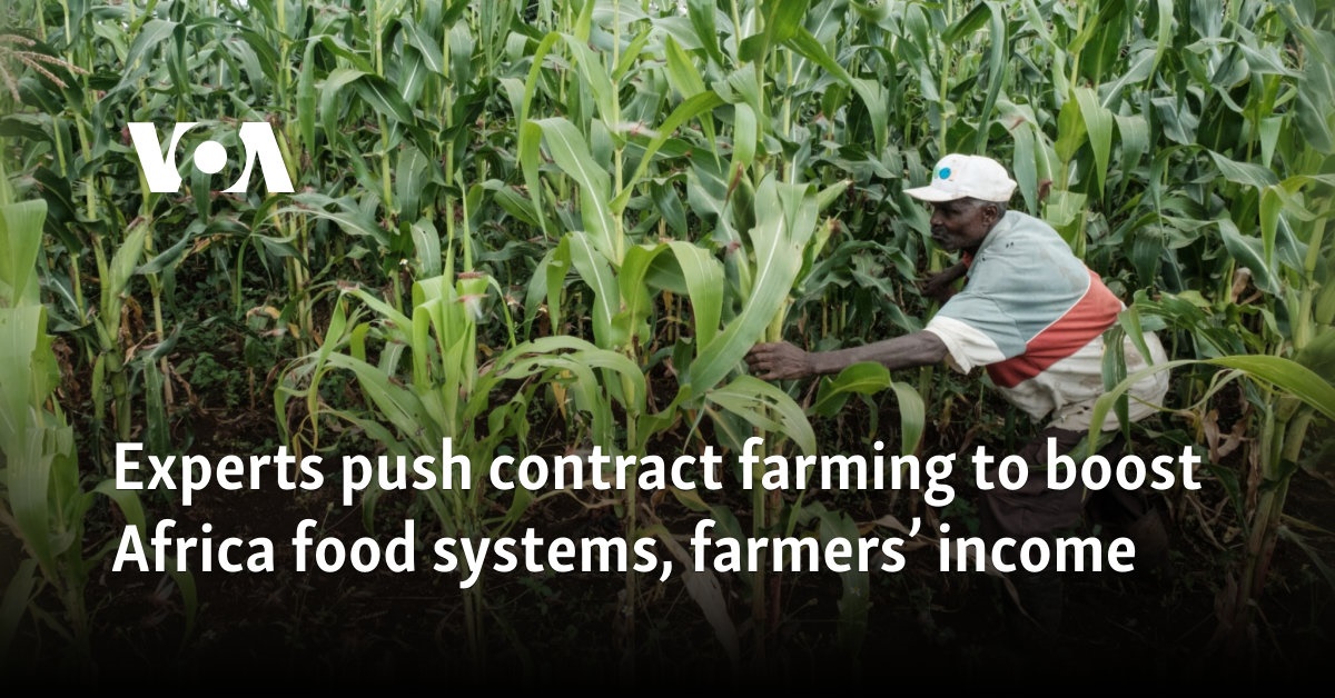 Experts push contract farming to boost Africa food systems, farmers’ income
