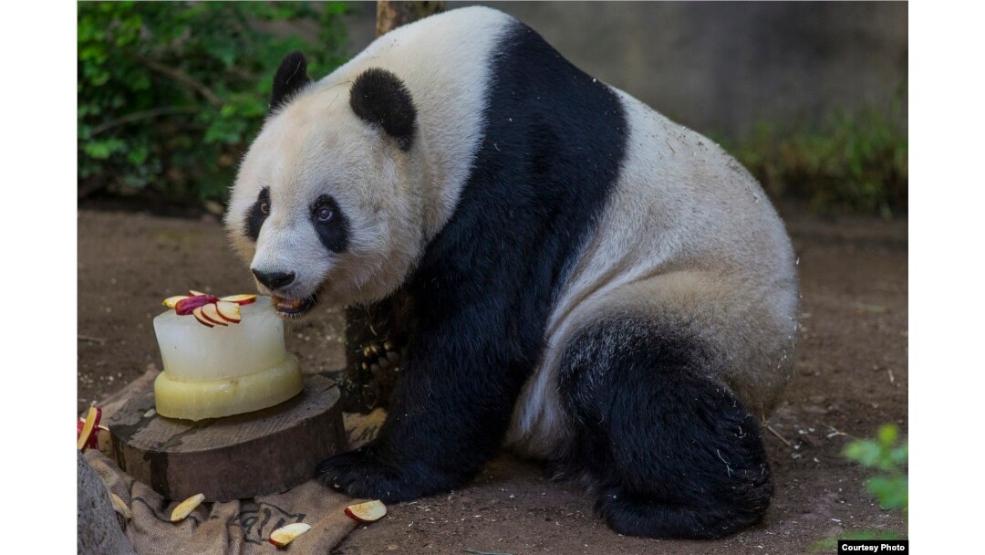 Pandas Eating Cake