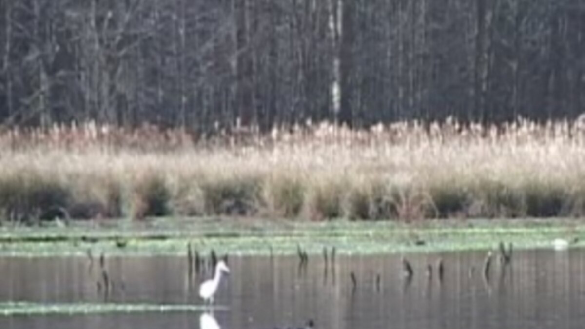 'Christmas Bird Count', Bantu Pahami Dampak Perubahan Lingkungan pada ...