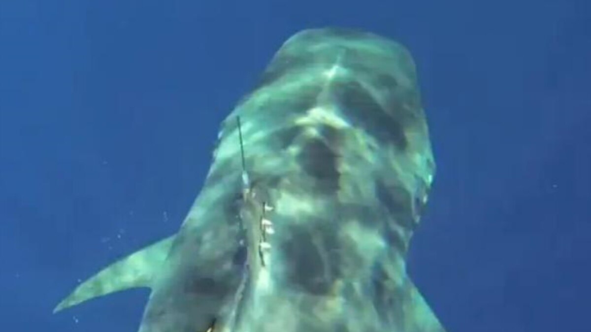 Naučnici prate ugrožene vrste ajkula