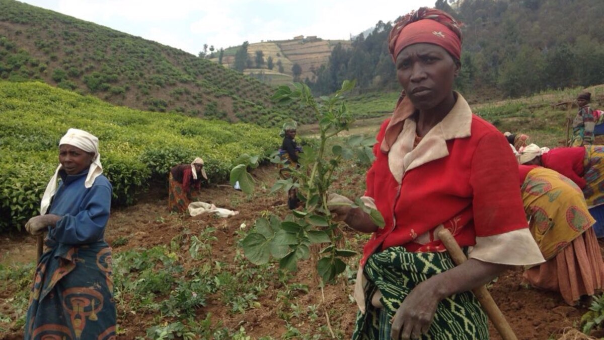 Rwanda: Abaturage Bategekwa Kurandura Ibirayi muri Ngororero