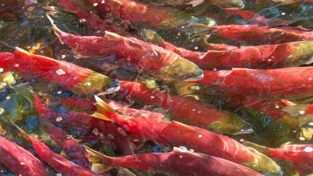 Mapping of Salmon Genome Could Aid Conservation Efforts