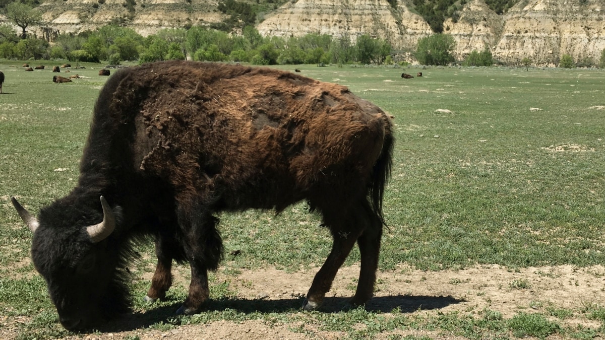 California's Catalina Island Bison Bring Tourists, Concern