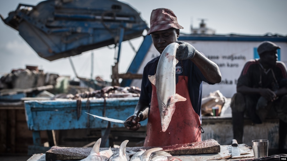 Somali Fishermen Struggle to Compete with Foreign Fishing Boats