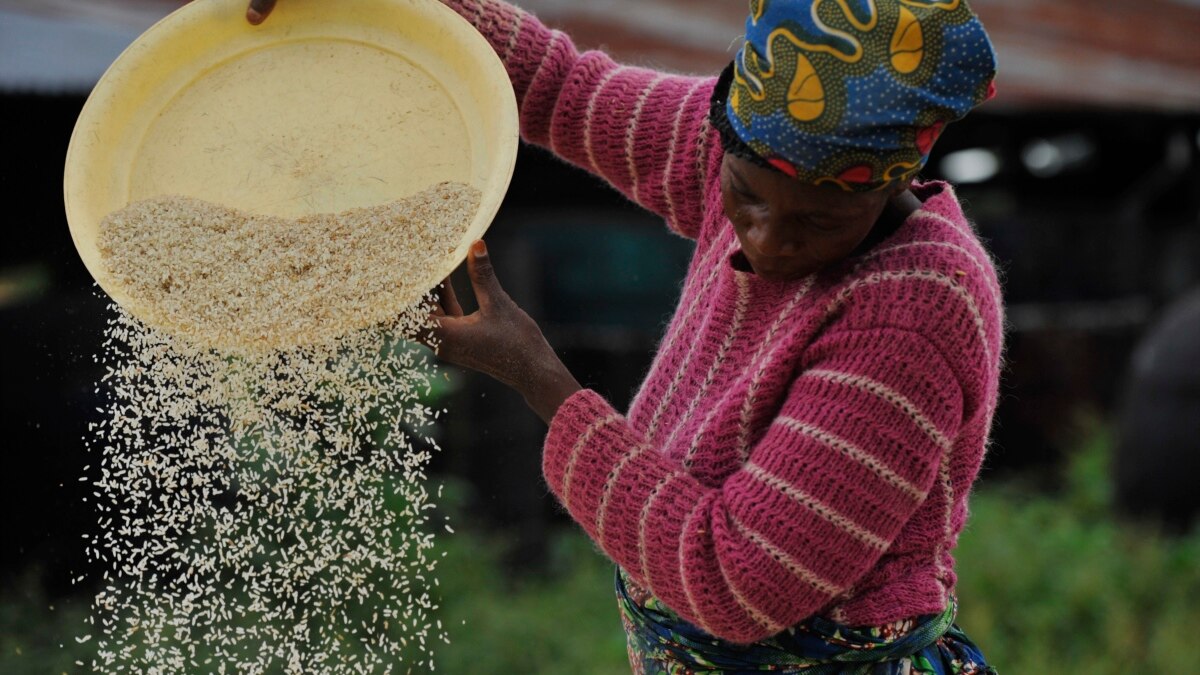 Africa Eyes Boosting Rice Crop to Fight Hunger