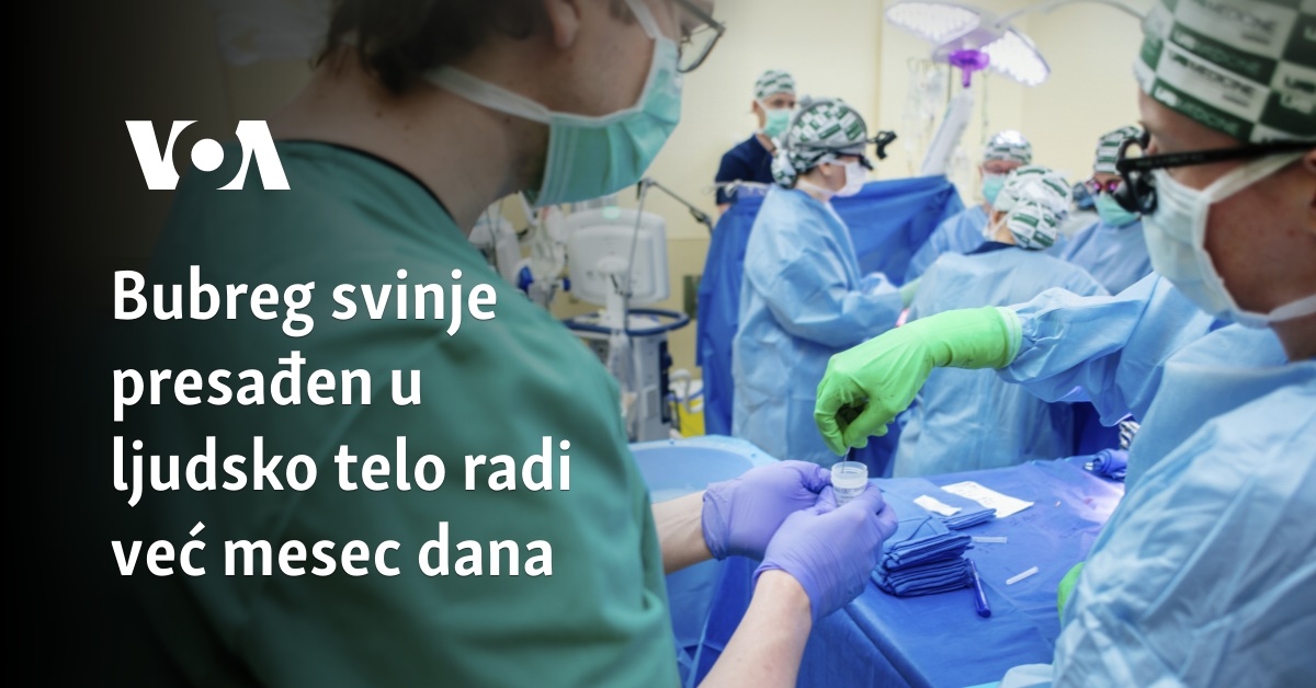 Bubreg svinje presađen u ljudsko telo radi već mesec dana
