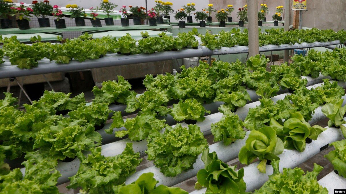 Farming Without Soil Seen as Solution in Land Without Water