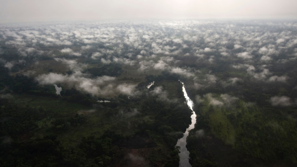 Deforestation Slows in Congo Basin