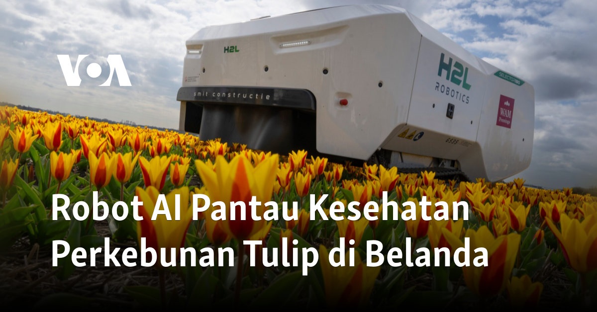 Robot AI Pantau Kesehatan Perkebunan Tulip di Belanda