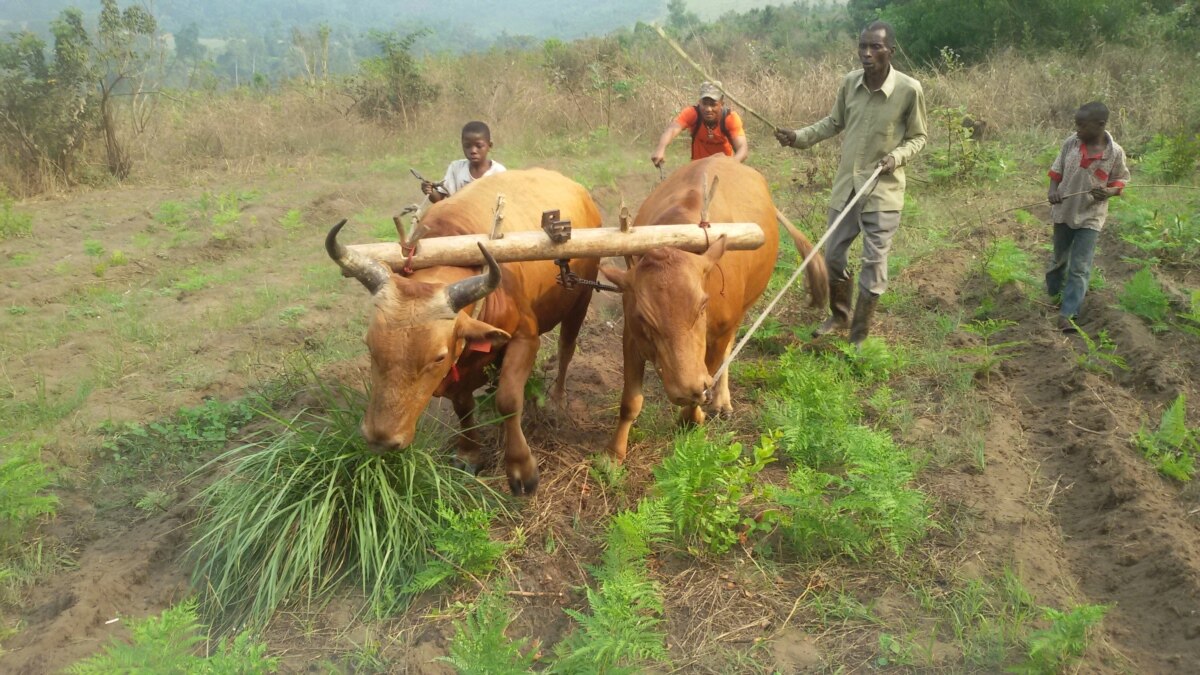 Teaching Bulls to Pull is New Tradition in Congo