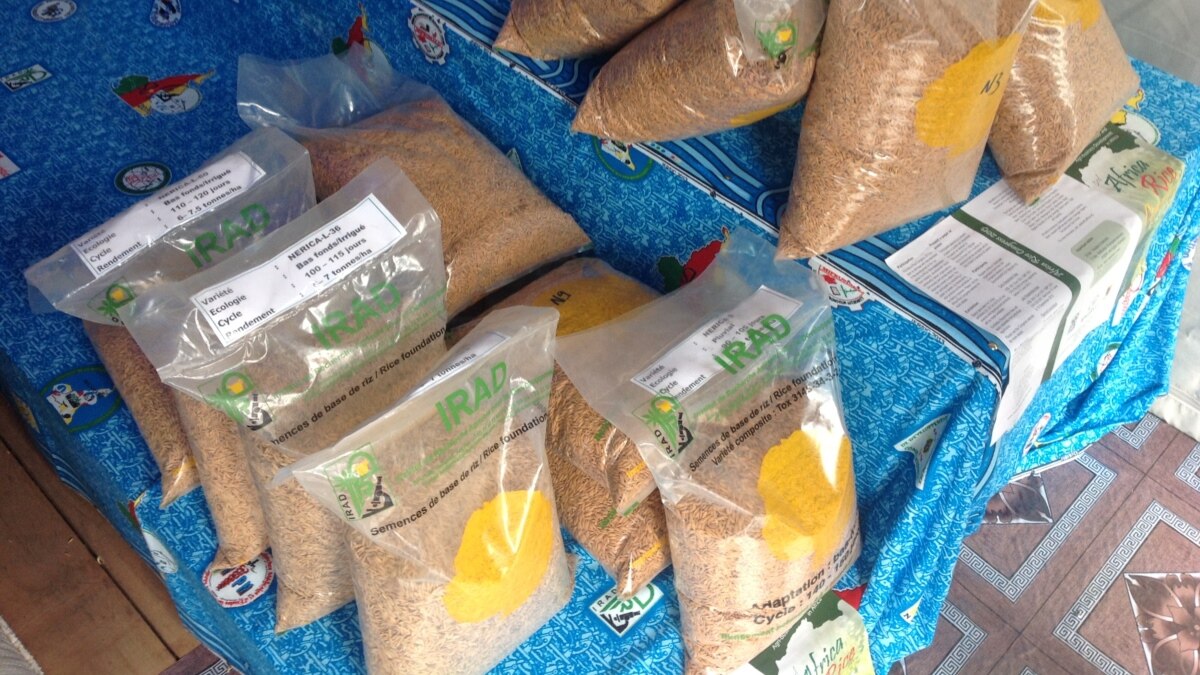 Cameroon Researchers Develop New Rice Variety