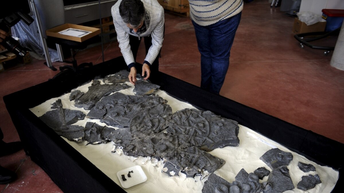 Mystery of Prehistoric Marine Reptile's Extinction Explained