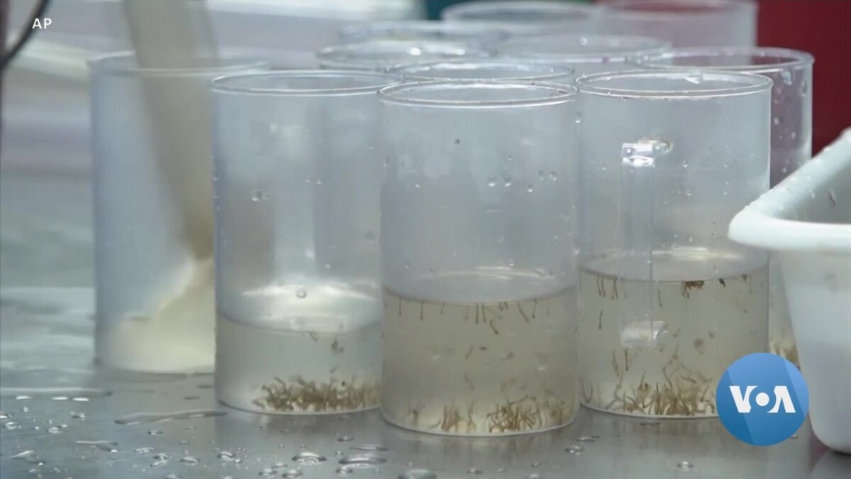 Lab-grown Mosquitoes Capable of Fighting Viral Infection