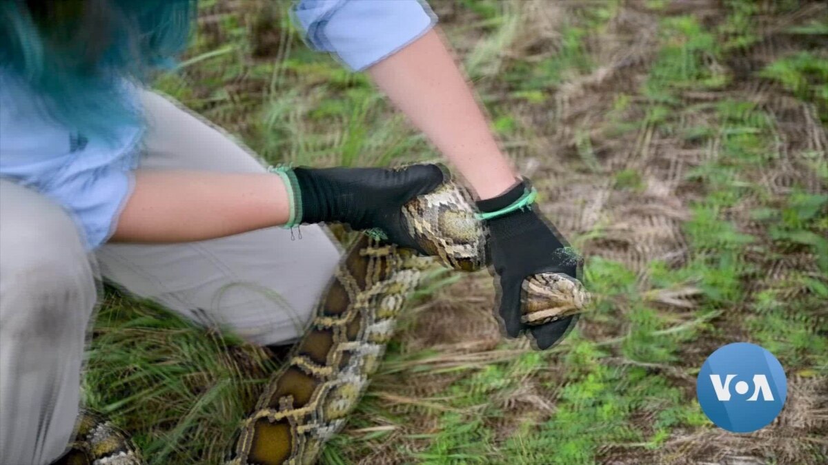 Florida Governor Announces Python Challenge in Bid to Curb Burmese ...