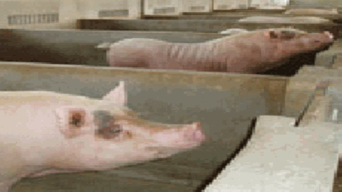 Antibiotics Breed Drug Resistance in Pigs