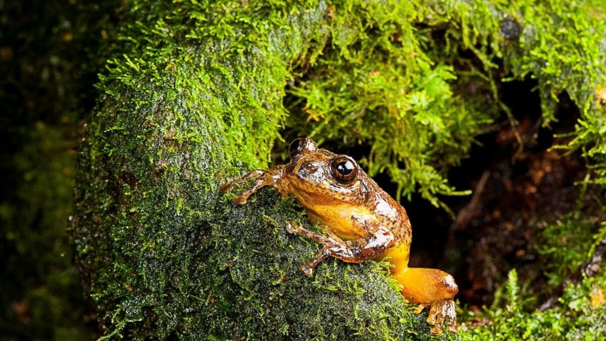 ‘Extinct’ Frog Rediscovered