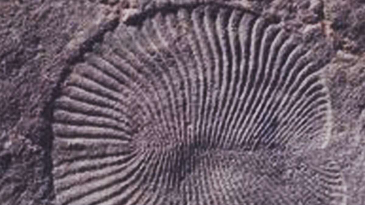 Study Confirms Unusual Fossils Came from an Animal