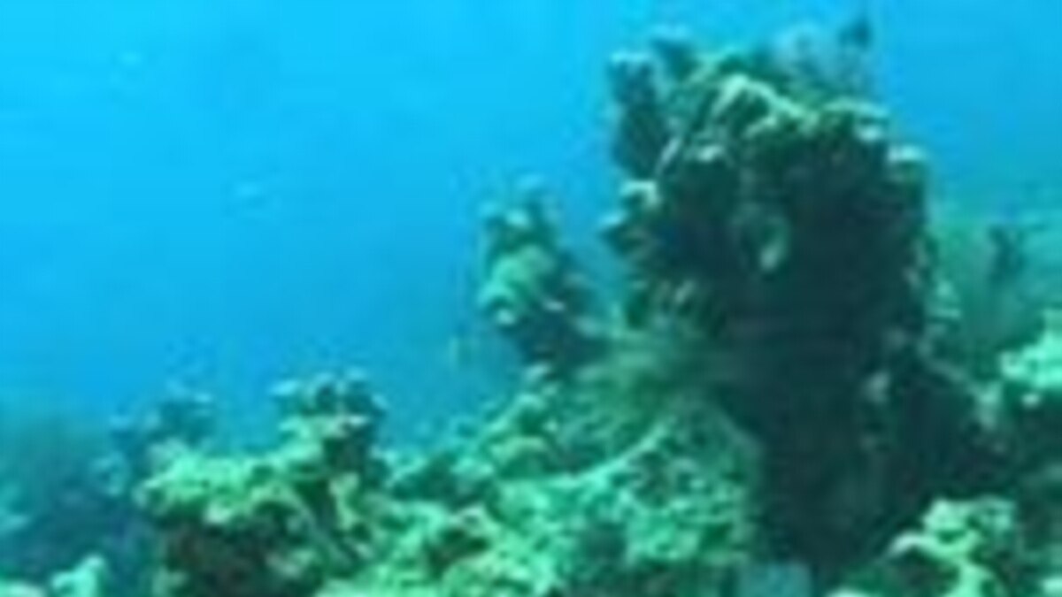 Partners To Protect Marine Life