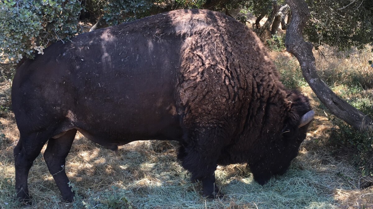 History of Catalina Bison: Hollywood, Tourism and Ecology
