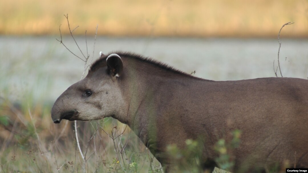 Extinct Rainforest Animals