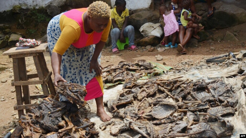 Ebola: Is Bushmeat Behind the Outbreak?