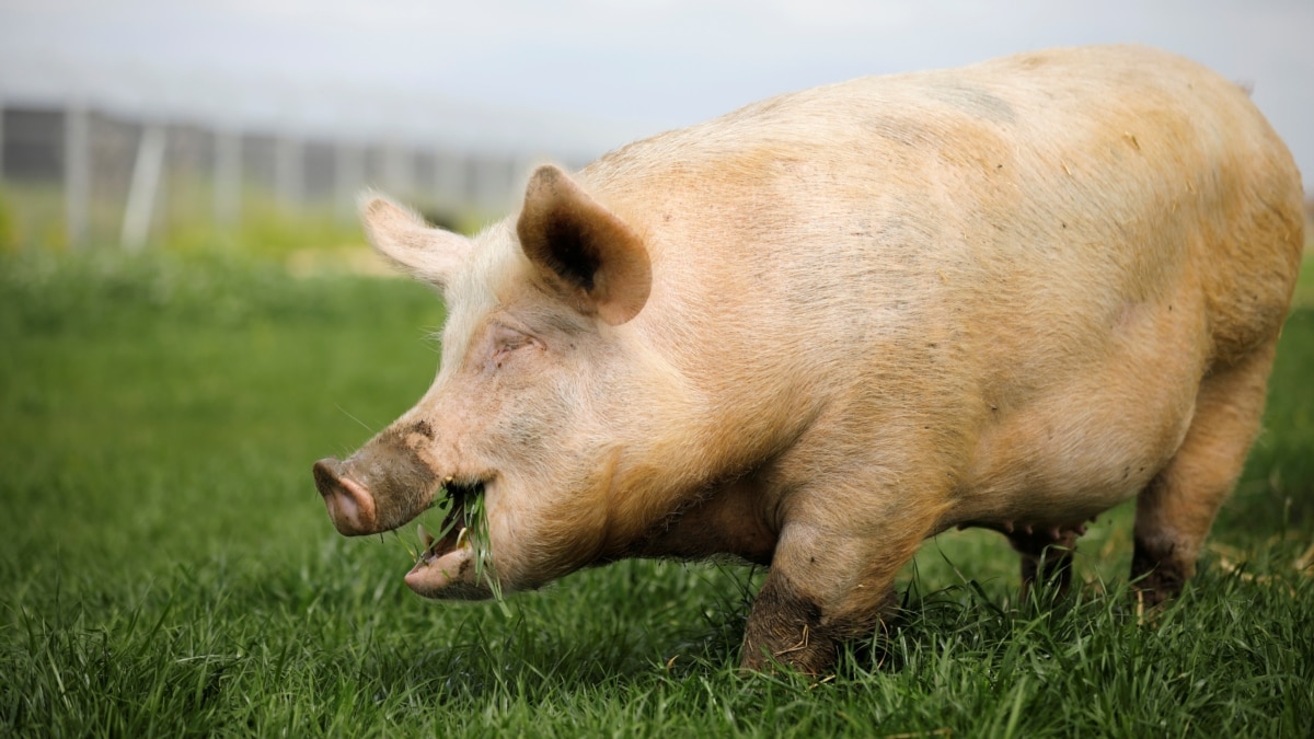 Yale Study Revives Cellular Activity in Pig Brains Hours After Death