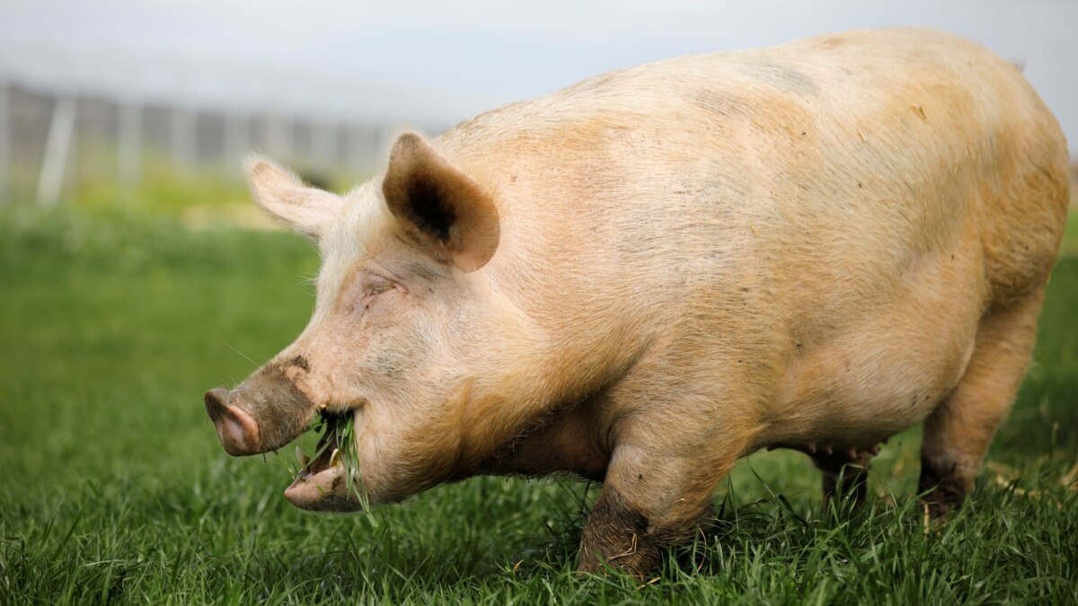 Pig-to-Human Transplants Come a Step Closer With New Test