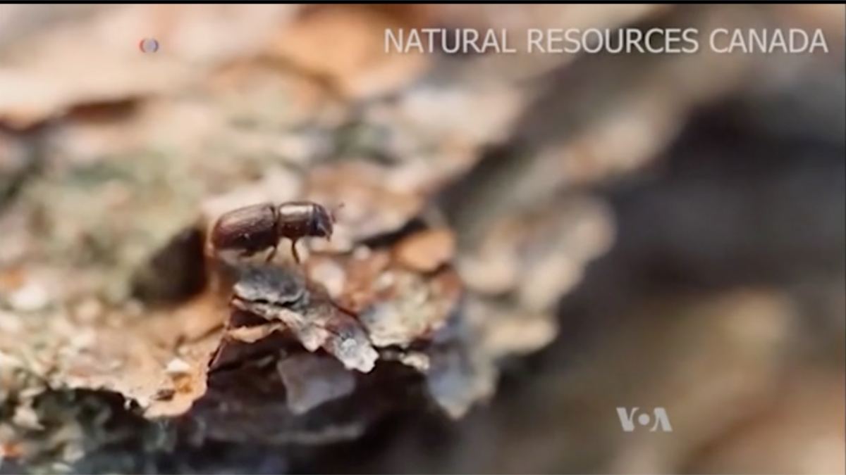 Hama Invasif, Picu Kerusakan Hutan Amerika