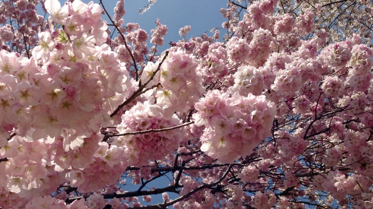 Spectacular Cherry Blossoms in Maryland Lure International Visitors