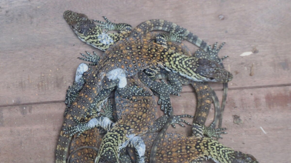Sebelas Anak Komodo Jadi Penghuni Baru Kebun Binatang Surabaya