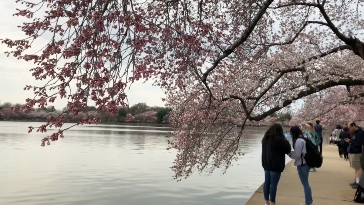 DC’s Cherry Blossoms in Full Bloom