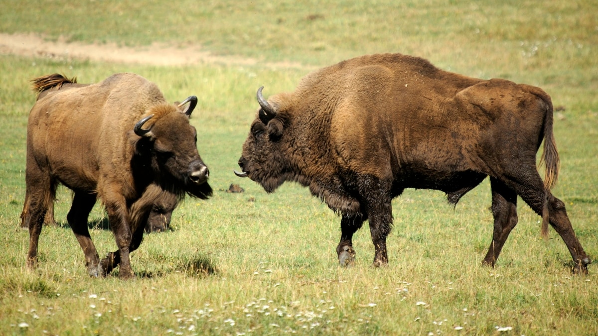 Studi DNA Ungkap Asal Evolusi Bison Eropa