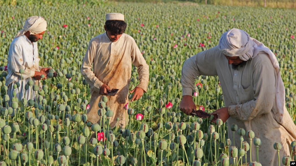 Afghanistan Poppy Crop Hits Record High